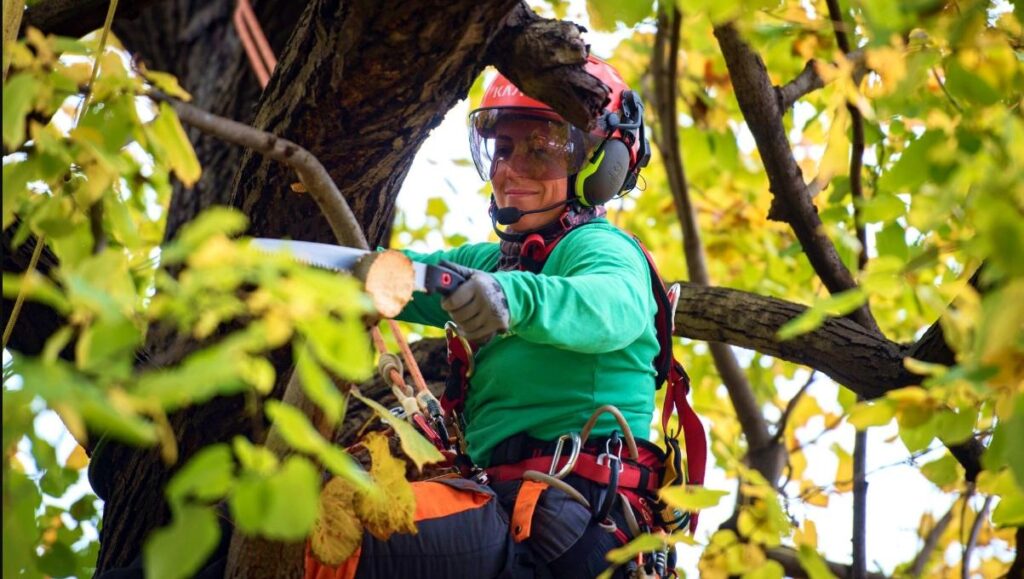 Calendrier D’élagage : Les Périodes Idéales Pour élaguer Vos Arbres ...